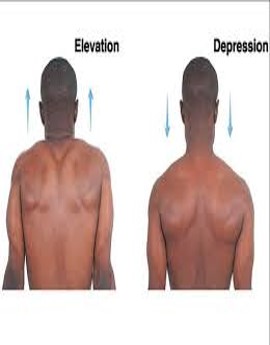 Terminology in Physiotherapy