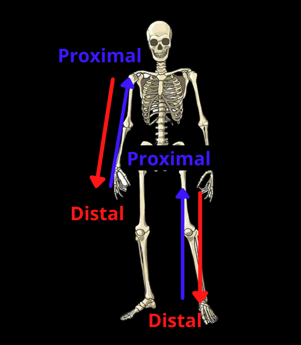 Terminology in Physiotherapy