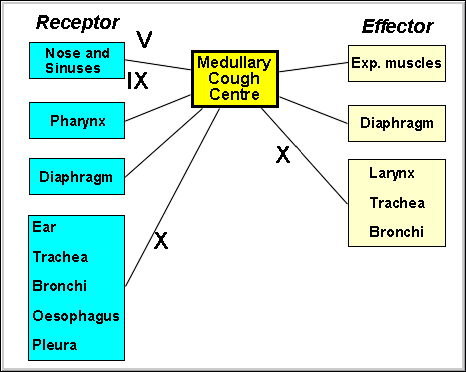 Lung Defences - Page 4 of 6